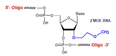 2'-MOE, 2-MethoxyEthoxy, RNA Modification