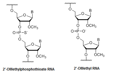 2' O-Methyl RNA, 2'OMe RNA Synthesis