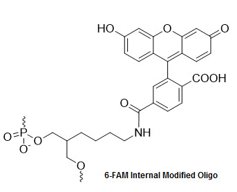 6-FAM Fluorescent Dye Internal Oligonucleotide Labeling