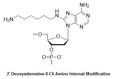 8-Amino C6 dA Oligo Modification