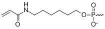 Acrydite Oligonucleotide Modification