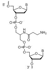 Oligo Amino Serinol Sequence Modifier