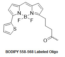 BODIPY 558/568 Fluorescent Dye Oligonucleotide Labeling