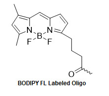 BODIPY FL Fluorescent Dye Oligonucleotide Labeling