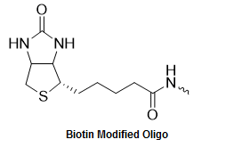 Biotin Oligonucleotide Modification, Biotinylation