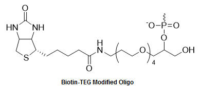 Biotin TEG Oligonucleotide Modification
