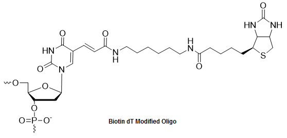 dT-Biotin Oligonucleotide Modification