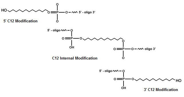 C12 Spacer Oligonucleotide Modification Product