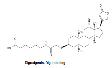 Digoxigenin Oligonucleotide Labeling
