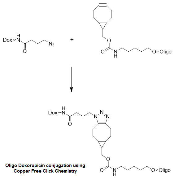 Doxorubicin Oligonucleotide Conjugation