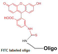 6-FITC Fluorescein Dye Oligonucleotide Labeling