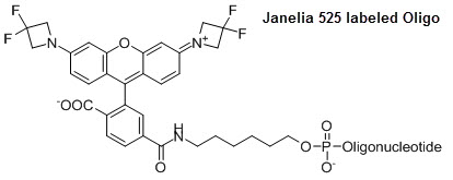Janelia 525 Oligo Labeling