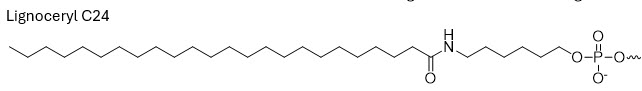 Lignoceryl C24 LMO Oligo