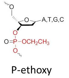 P-Ethoxy Oligonucleotide Modification