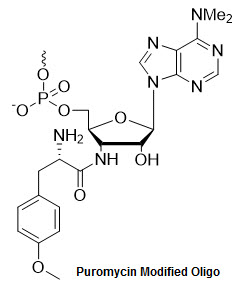 Puromycin Oligonucleotide Modification