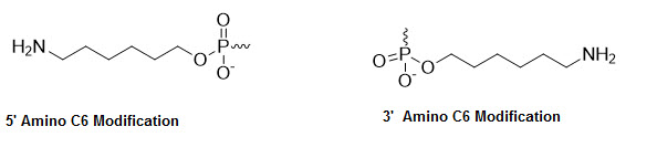 Terminal Amino C6 Linker Oligonucleotide Modification
