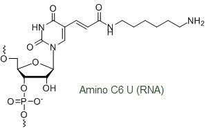 amino C6 U