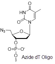 Azide dT Modified Oligo Synthesis