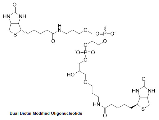 Dual Biotin Modified Oligonucleotide